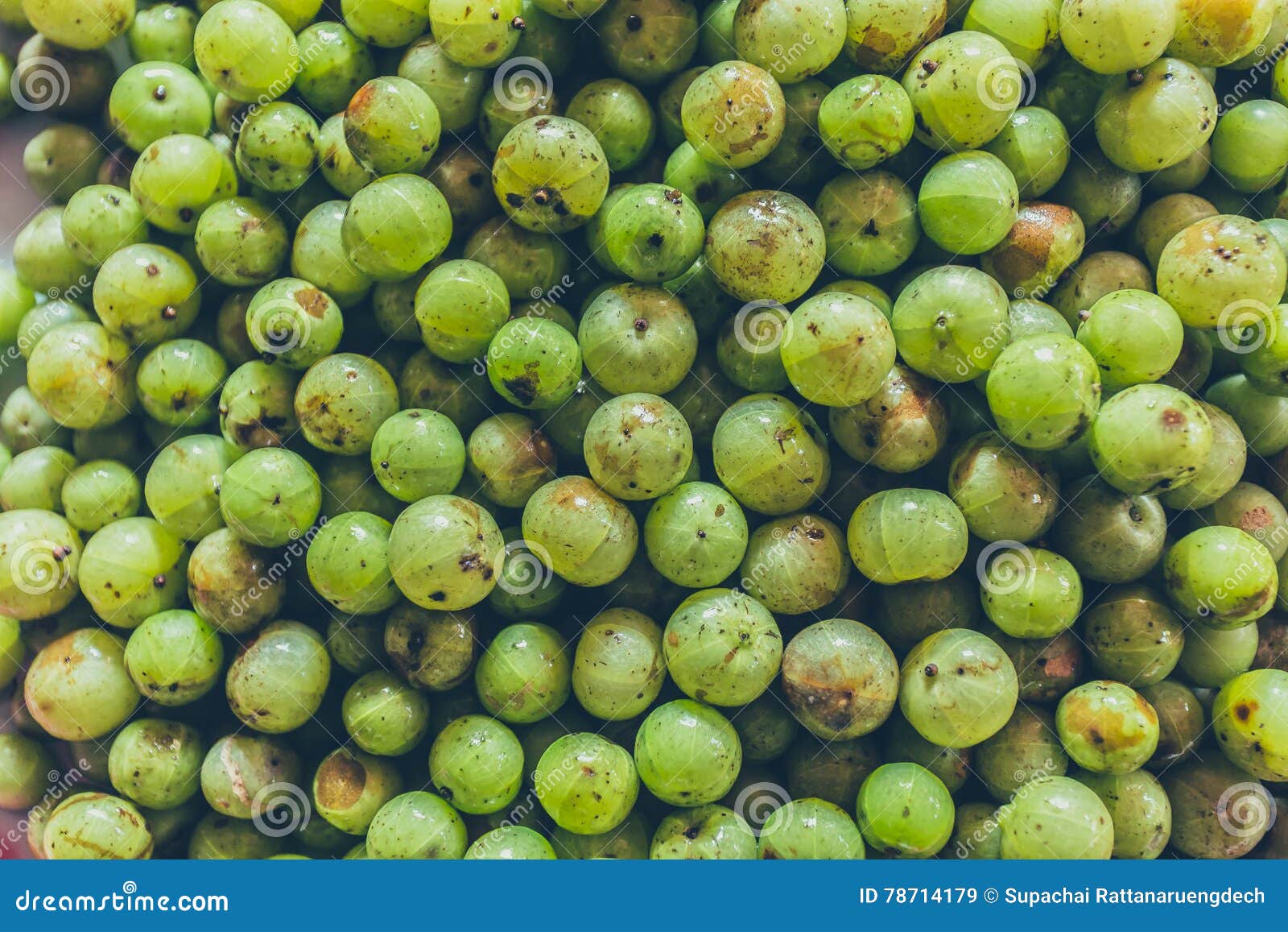 Phyllanthus emblica stock image. Image of agriculture - 78714179