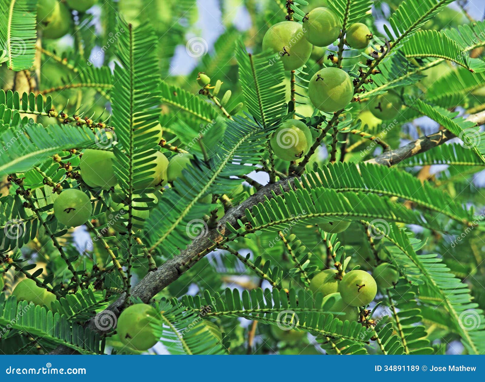 Phyllanthus Emblica, Grosella Espinosa India Imagen de archivo - Imagen ...