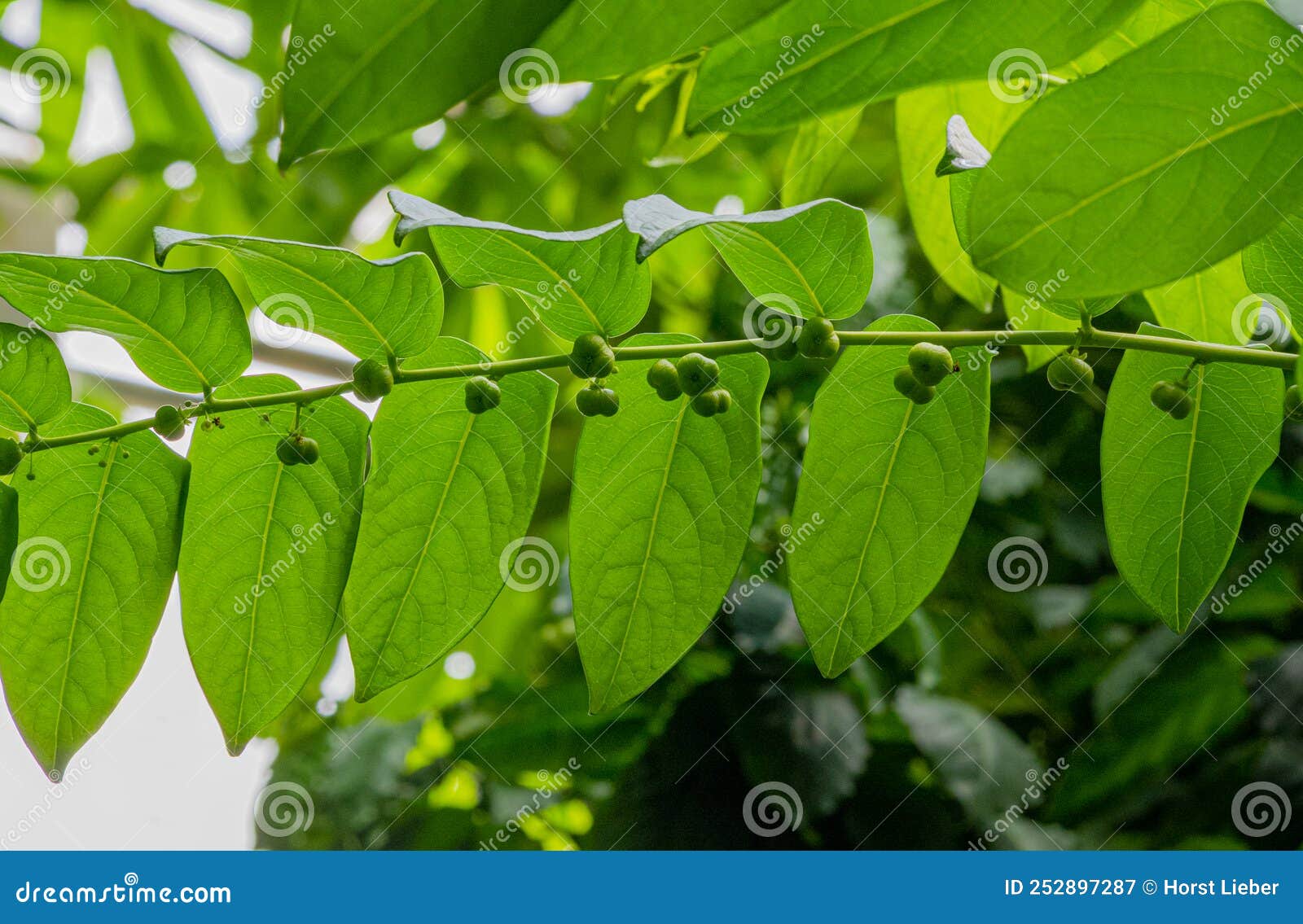 Phyllanthus. Green Grass Called Carry Me Seed, Has Small Green Leaves ...