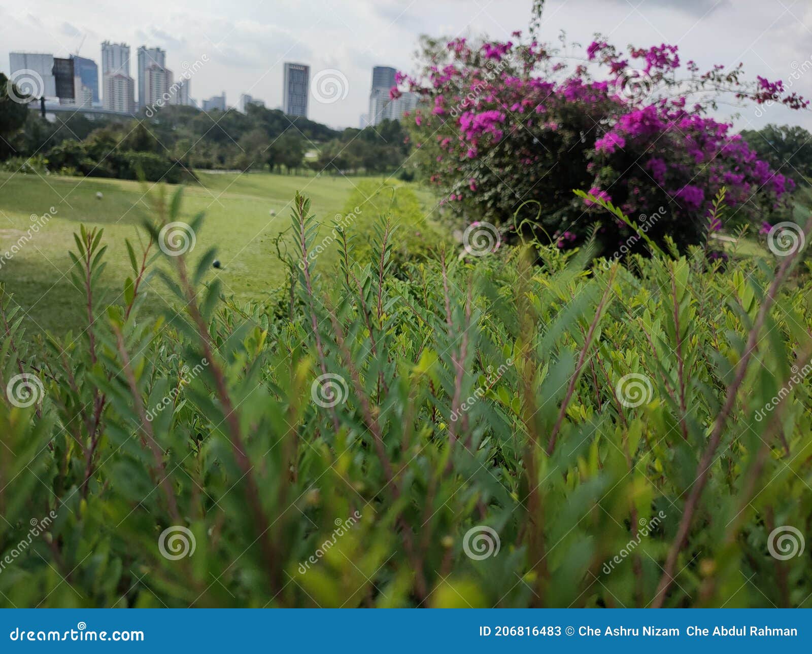 Phyllanthus Multiflorus Photos - Free & Royalty-Free Stock Photos from ...