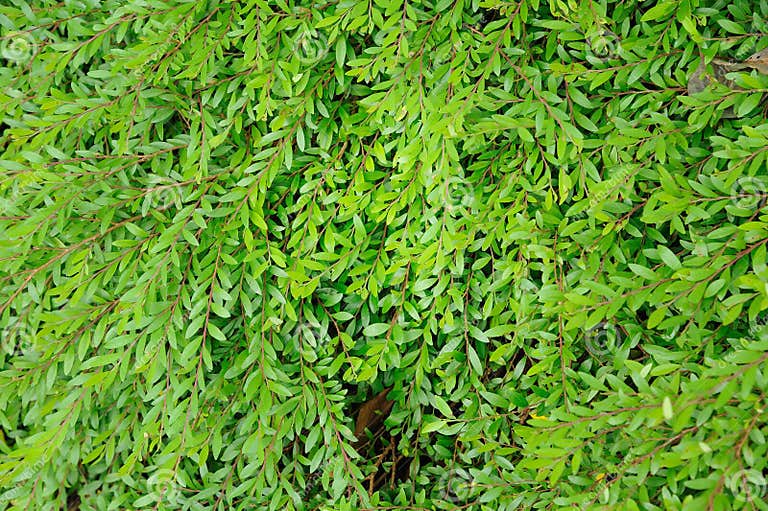 Phyllanthus myrtifolius stock photo. Image of nature - 21174878