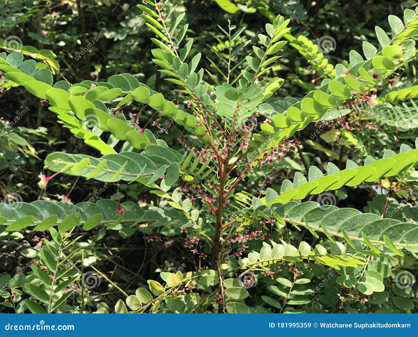 Phyllanthus Niruri or Stonebreaker or Seed-under-leaf. Stock Image ...