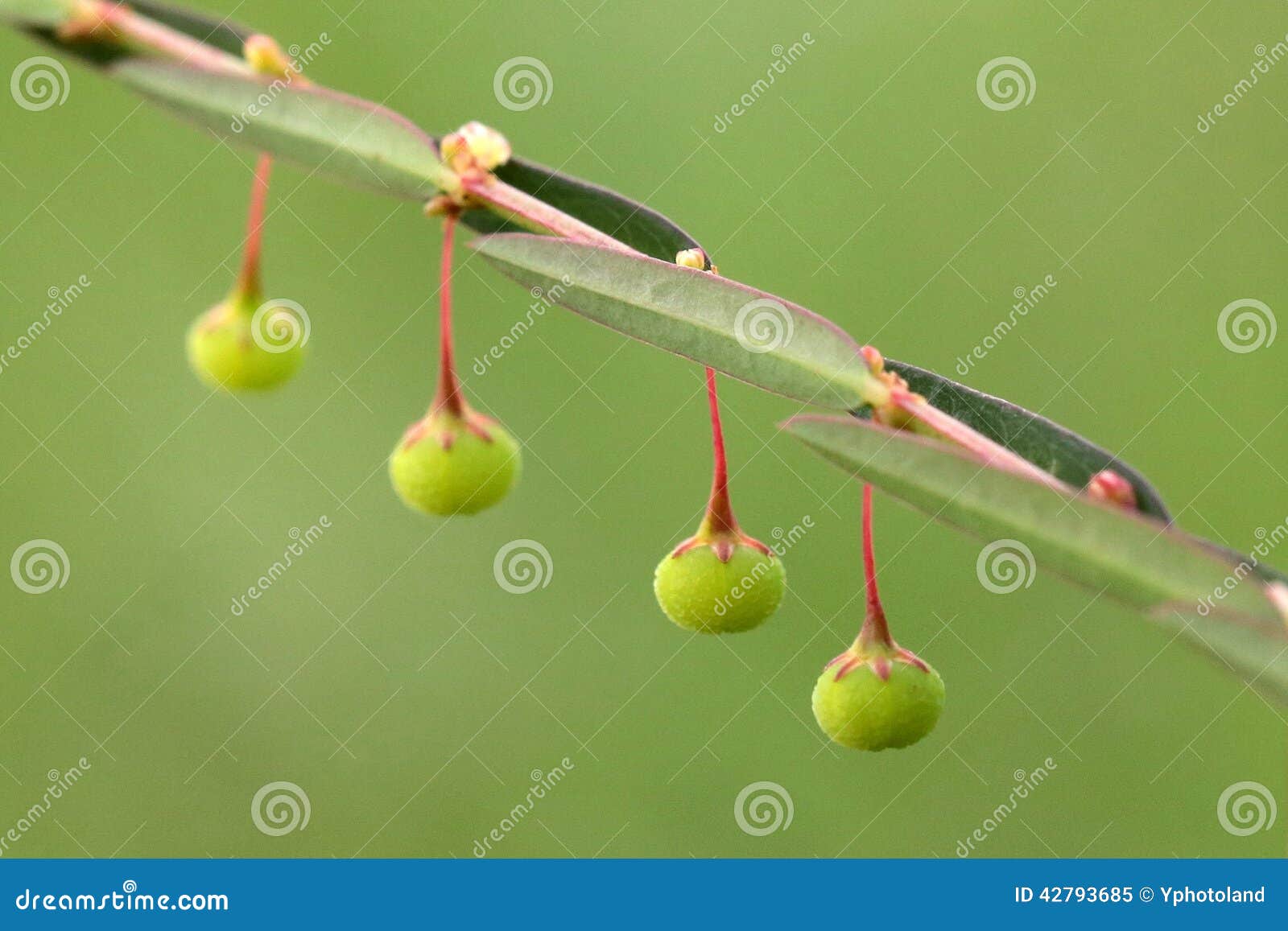 Phyllanthus niruri stock image. Image of growth, niruri - 42793685