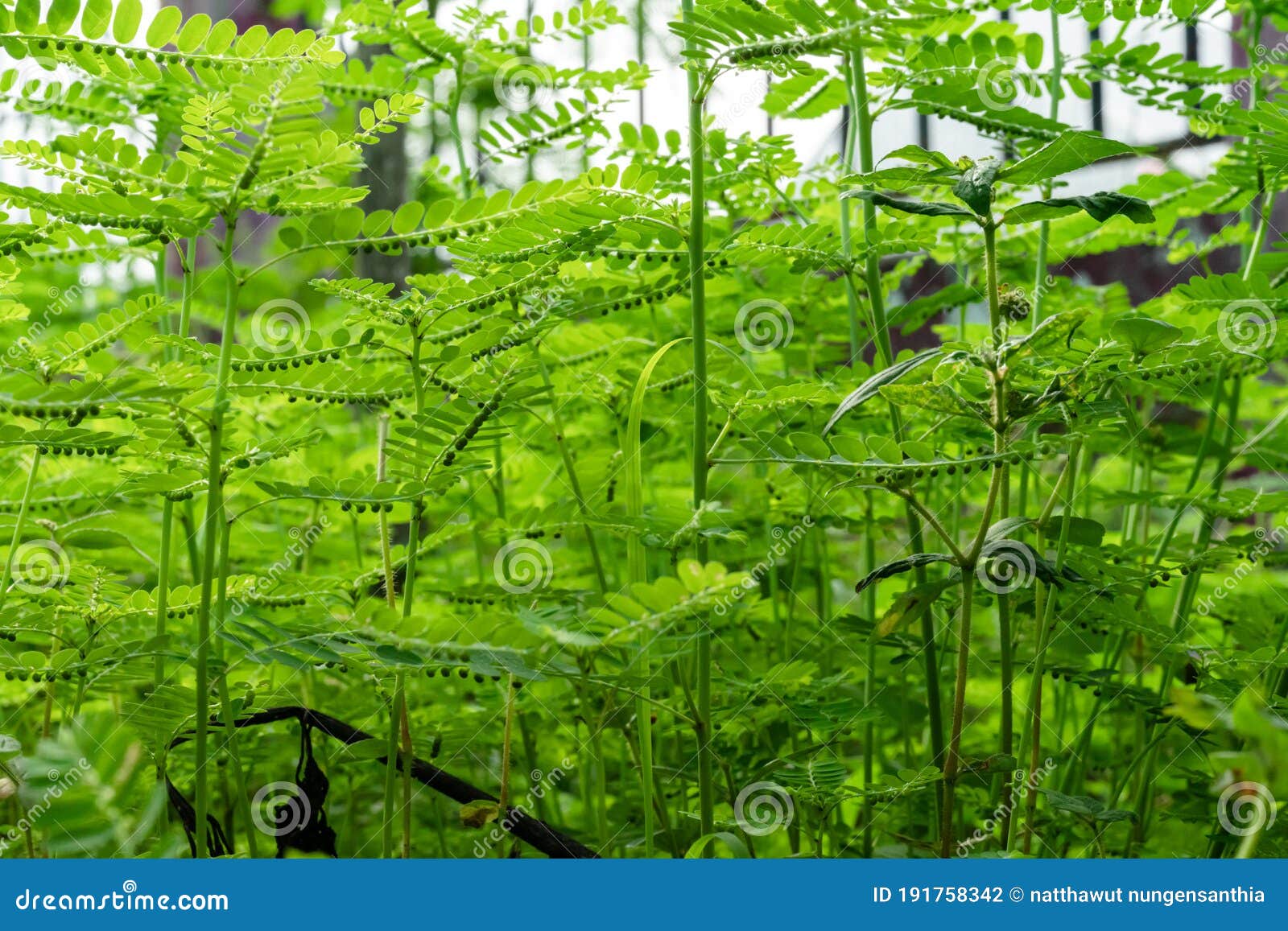 Phyllanthus Niruri Herb Plant And Other Name, Seed-under-leaf ...