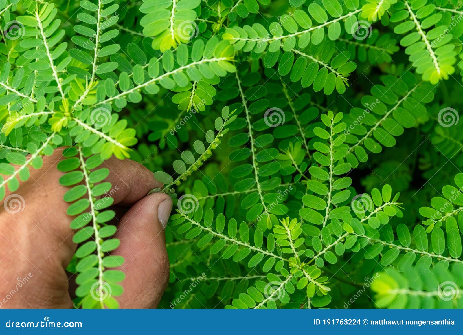 Phyllanthus Niruri Herb Plant And Other Name, Seed-under-leaf ...