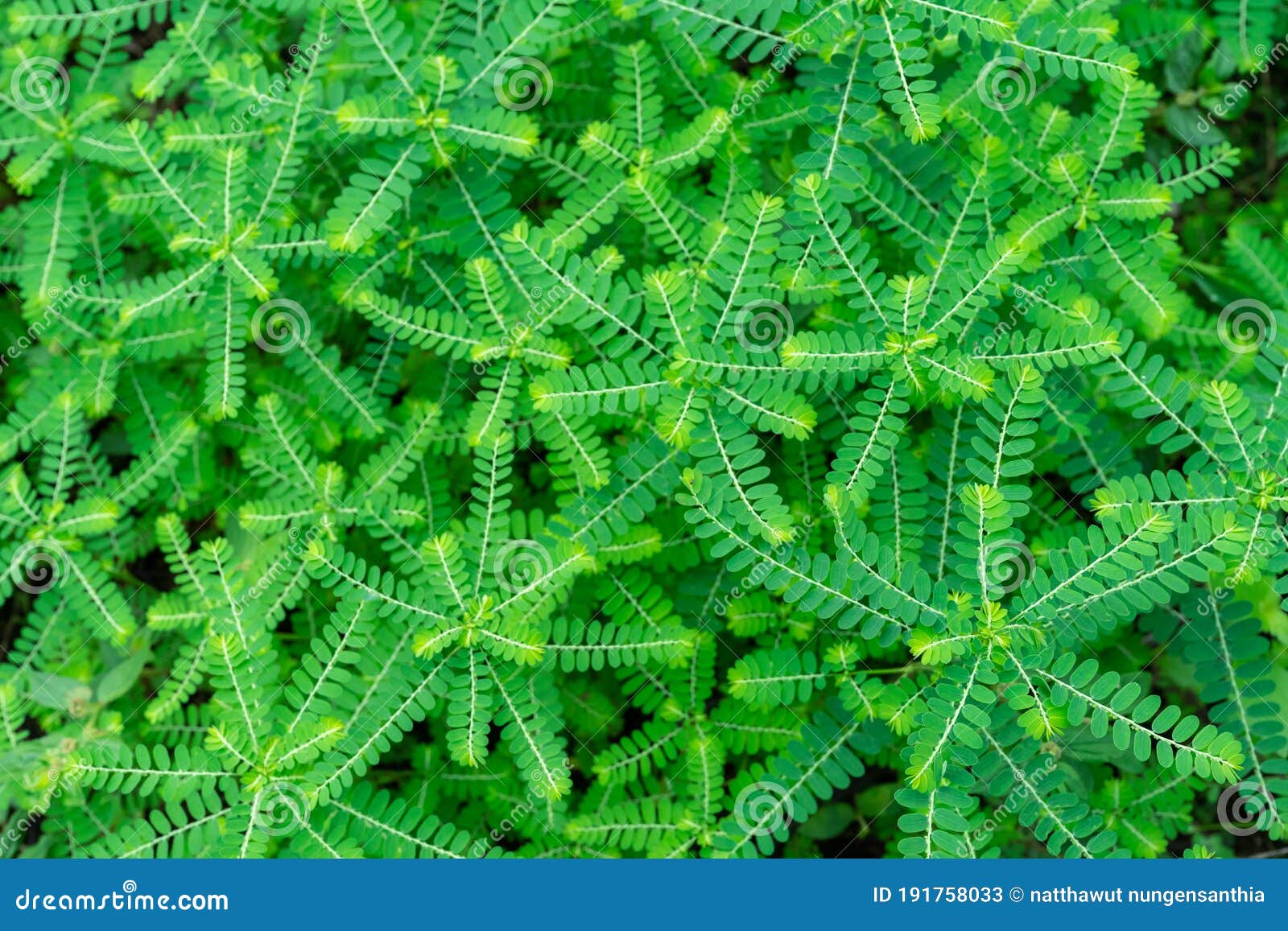 Phyllanthus Niruri Herb Plant And Other Name, Seed-under-leaf ...