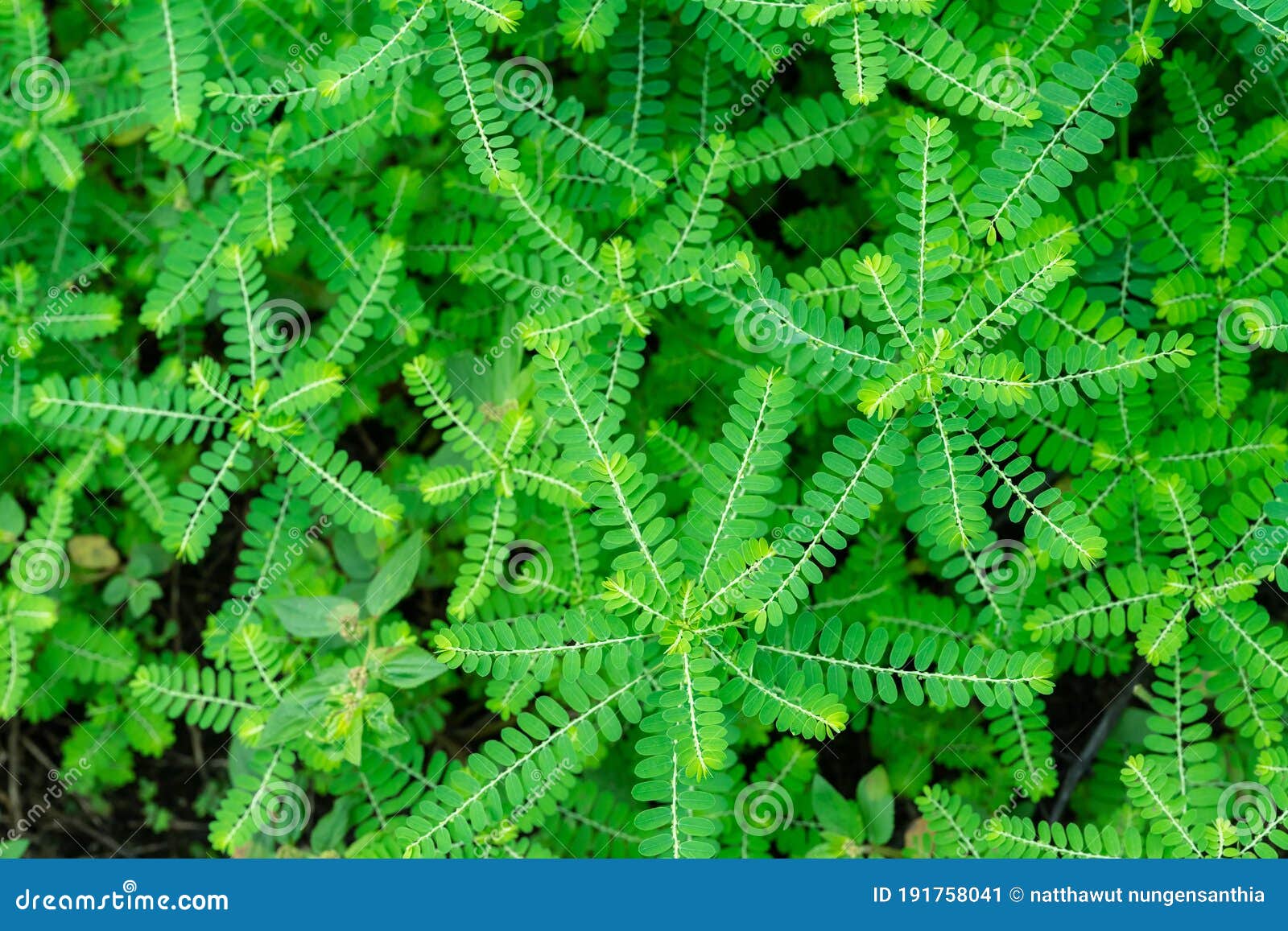 Phyllanthus Niruri Herb Plant And Other Name, Seed-under-leaf ...