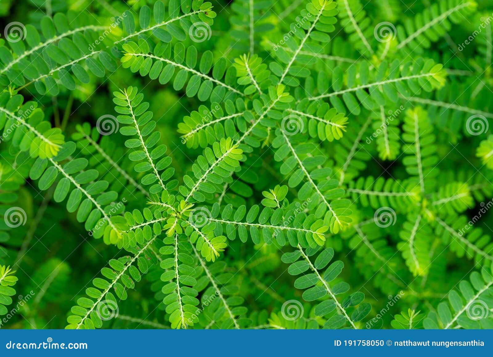 Phyllanthus Niruri Herb Plant And Other Name, Seed-under-leaf ...