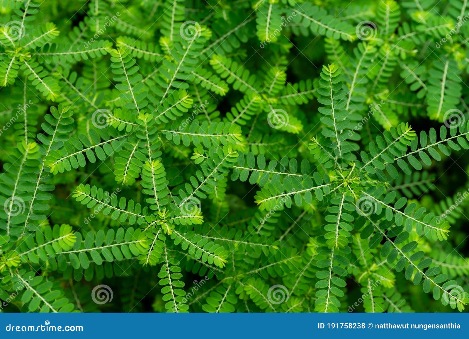 Phyllanthus Niruri Herb Plant and Other Name, Seed-under-leaf ...