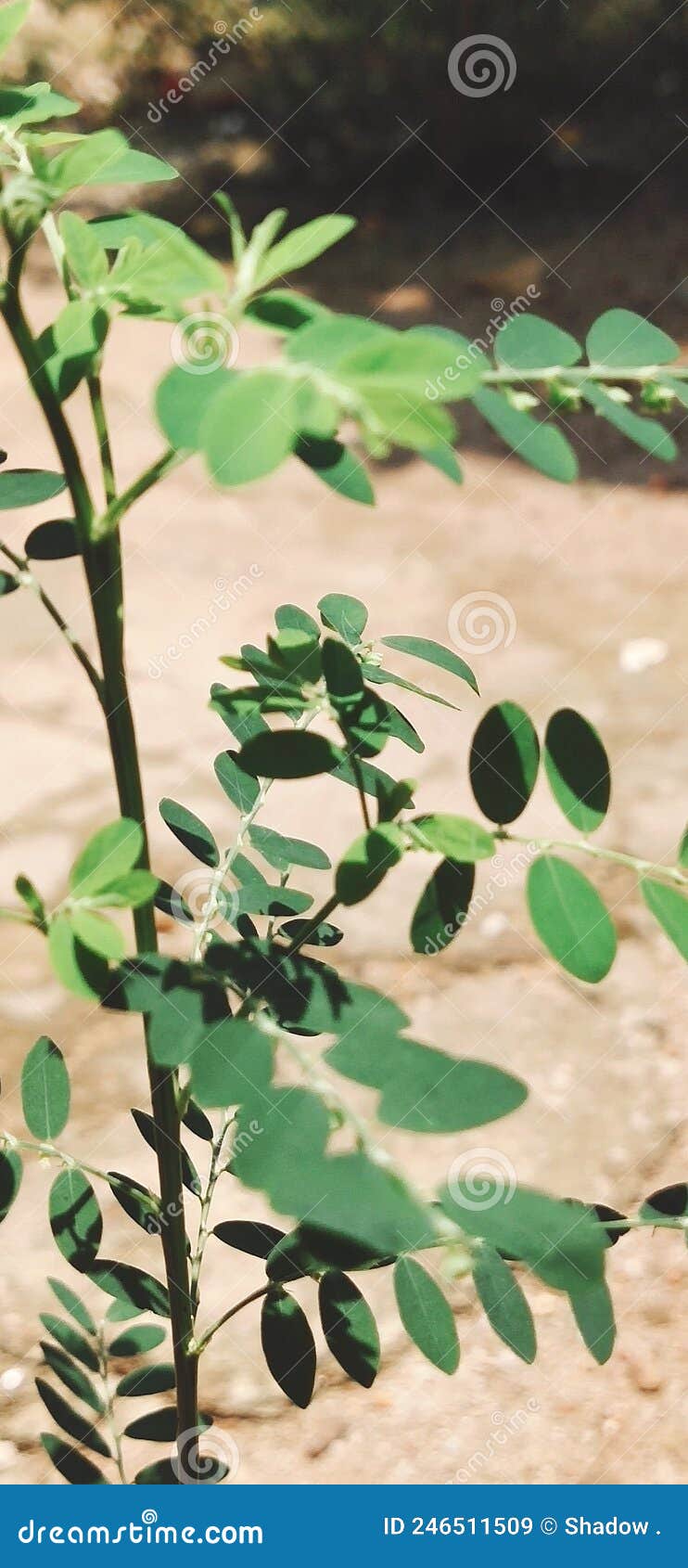 Phyllanthus Niruri(keezhanelli) Stock Image - Image of produce, garden ...