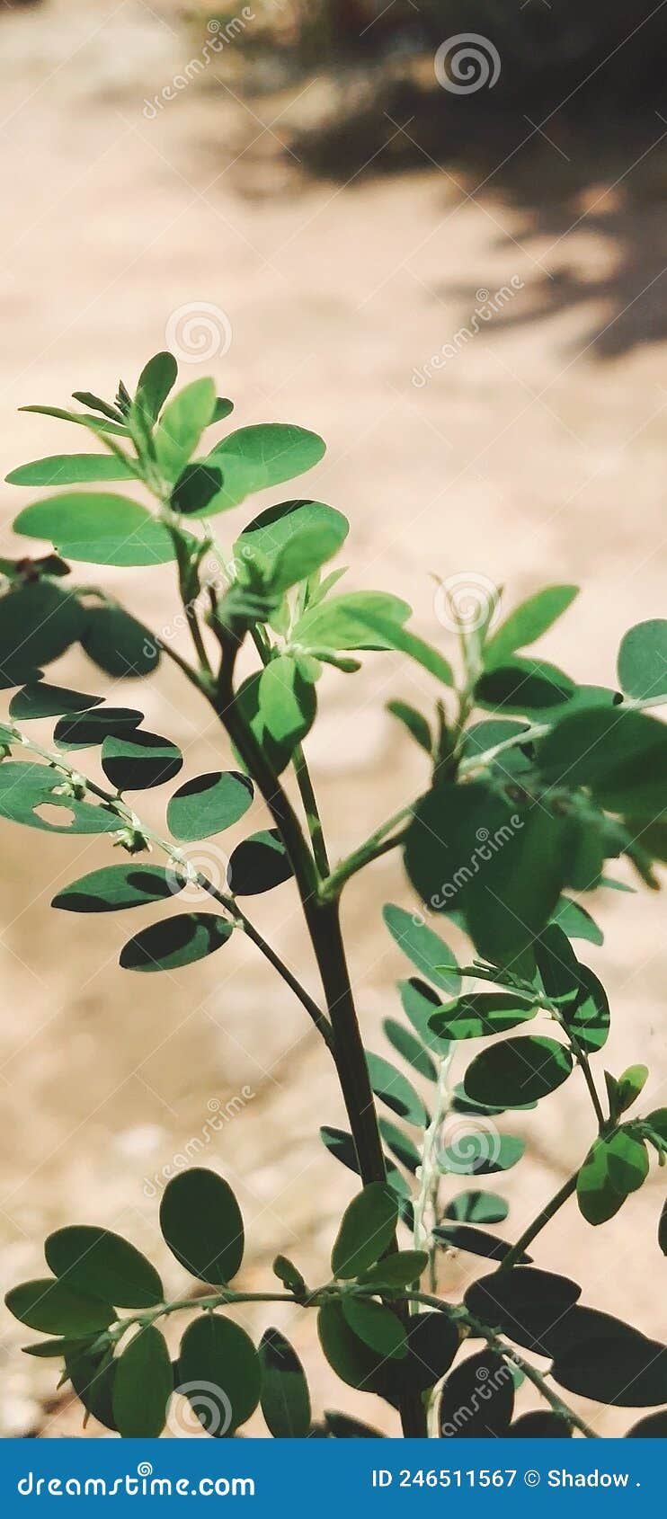 Phyllanthus Niruri(keezhanelli) Stock Image - Image of blossom ...