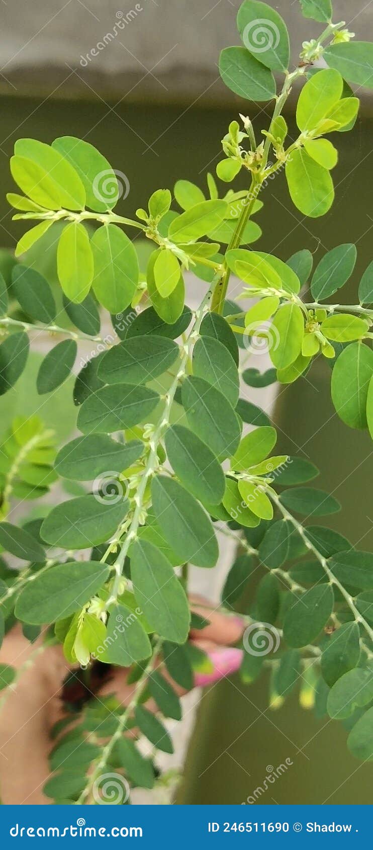Phyllanthus Niruri(keezhanelli) Stock Photo - Image of fruit, garden ...