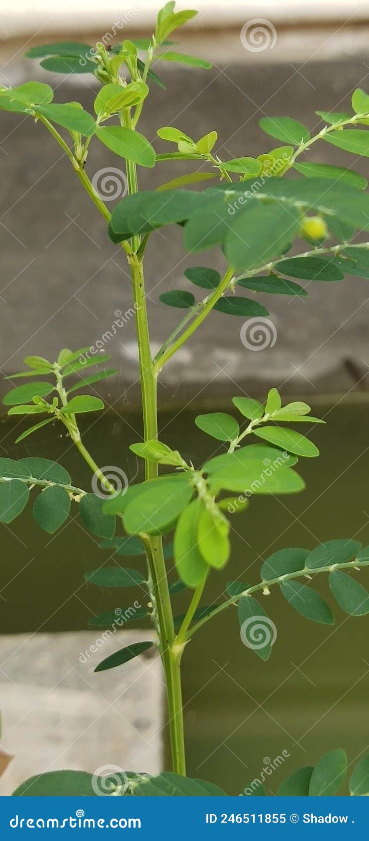 Phyllanthus Niruri(keezhanelli) Stock Image - Image of green, leaf ...