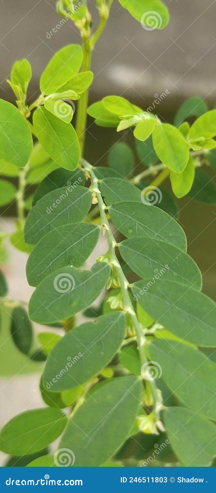 Phyllanthus Niruri(keezhanelli) Stock Image - Image of green, berry ...
