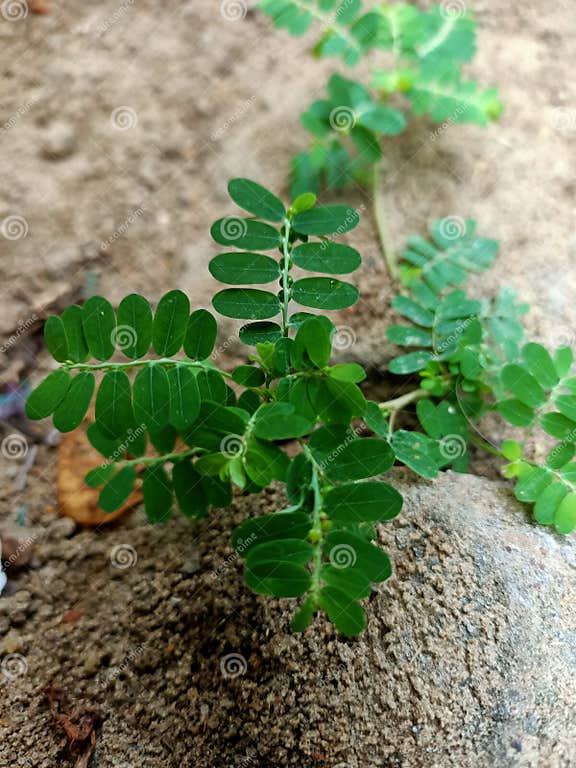 Phyllanthus niruri plant stock image. Image of niruri - 288126489