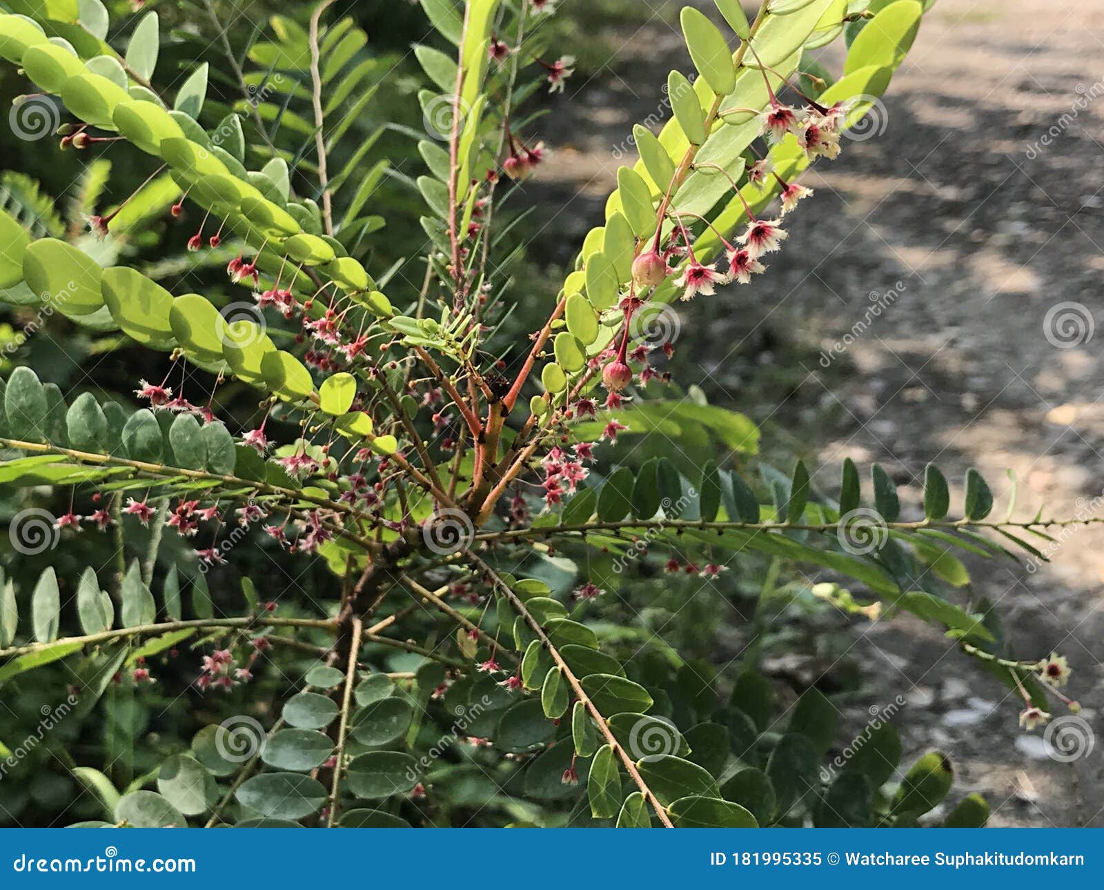 Phyllanthus Niruri or Stonebreaker or Seed-under-leaf. Stock Image ...