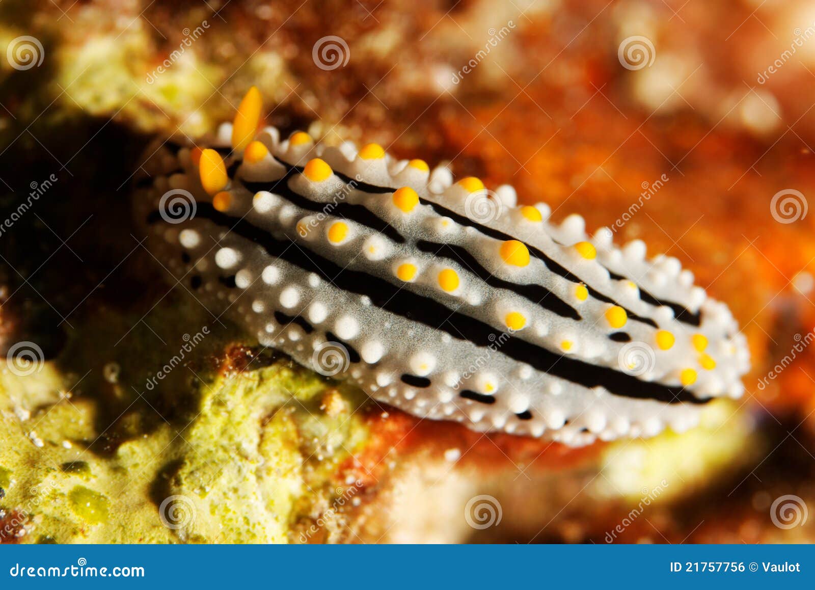 Phyllidia Alita - Andaman Sea Stock Photo - Image of life, fauna: 21757756