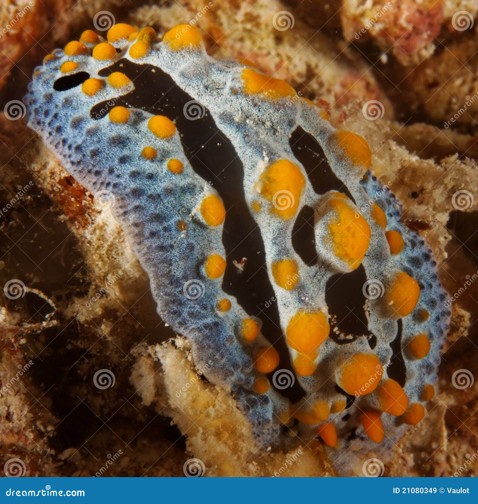 Phyllidia Coelestis - Nudibranch Stock Image - Image of underwater ...