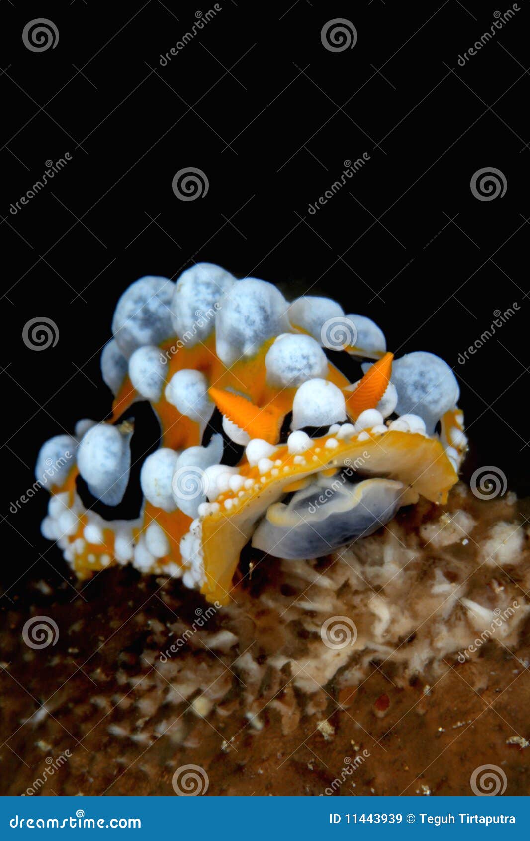 Phyllidia ocellata stock image. Image of nudi, underwater - 11443939