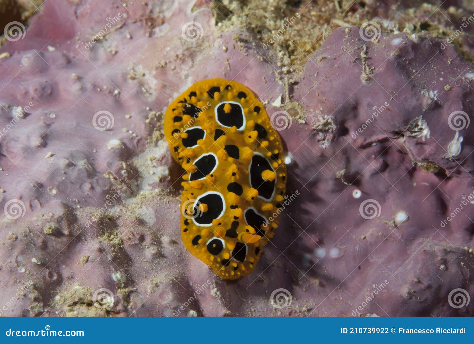 Phyllidia Ocellata Nudibranch Stock Photo - Image of marine, mollusc ...
