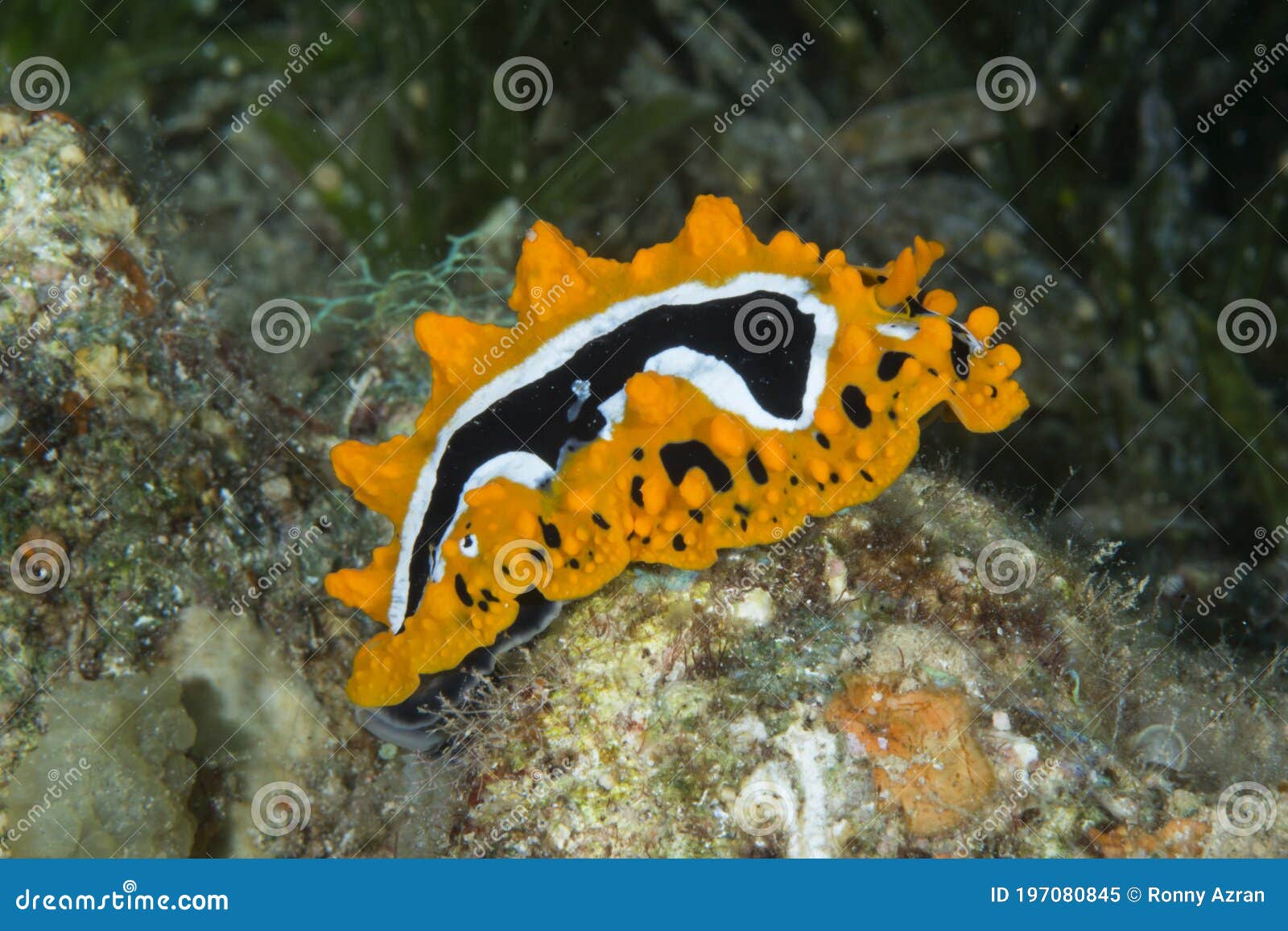 Phyllidia Undula Nudy Branch Stock Image - Image of eilat, underwater ...