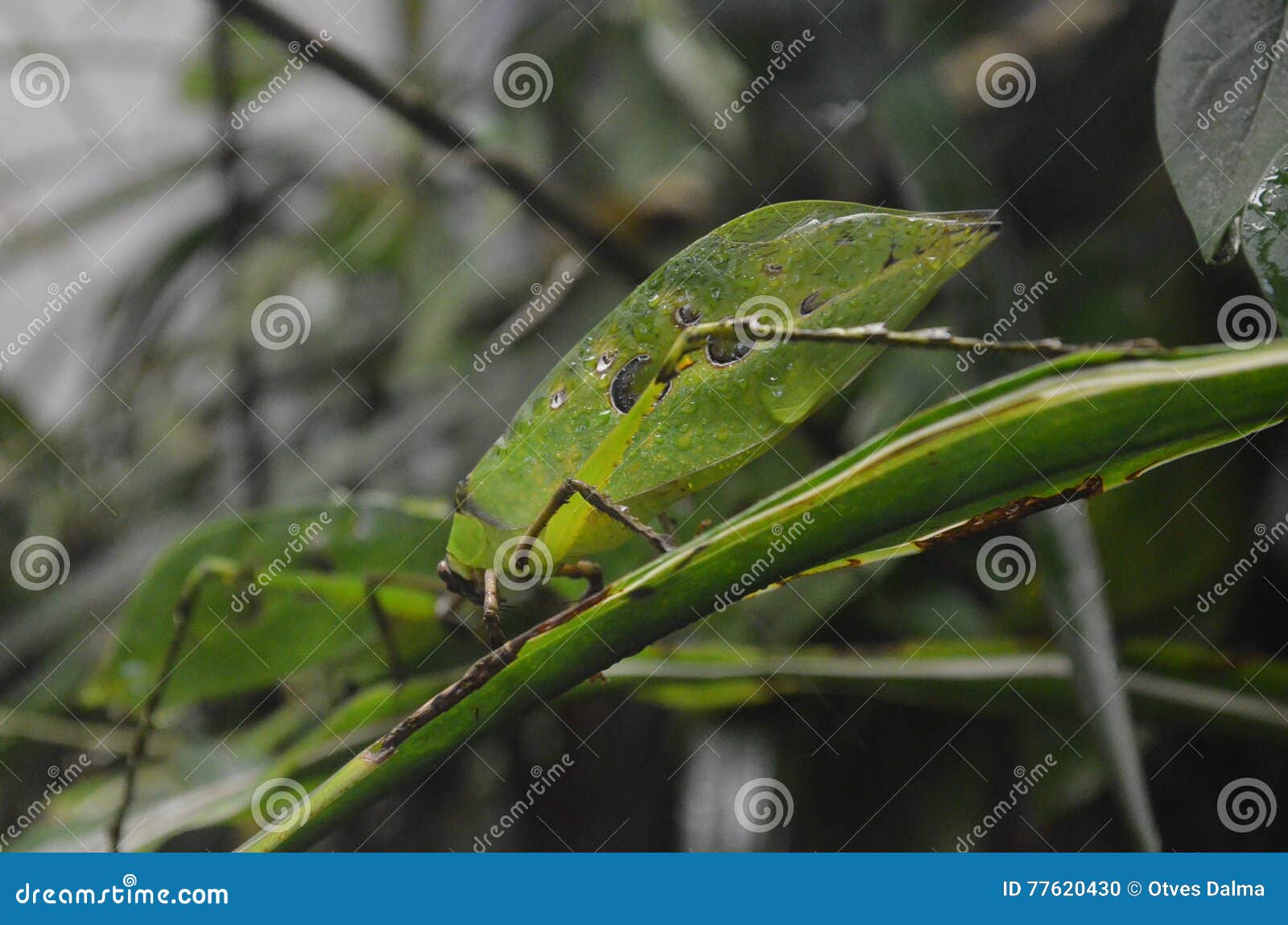 Phylliidae foto de archivo. Imagen de imitadores, contiene - 77620430
