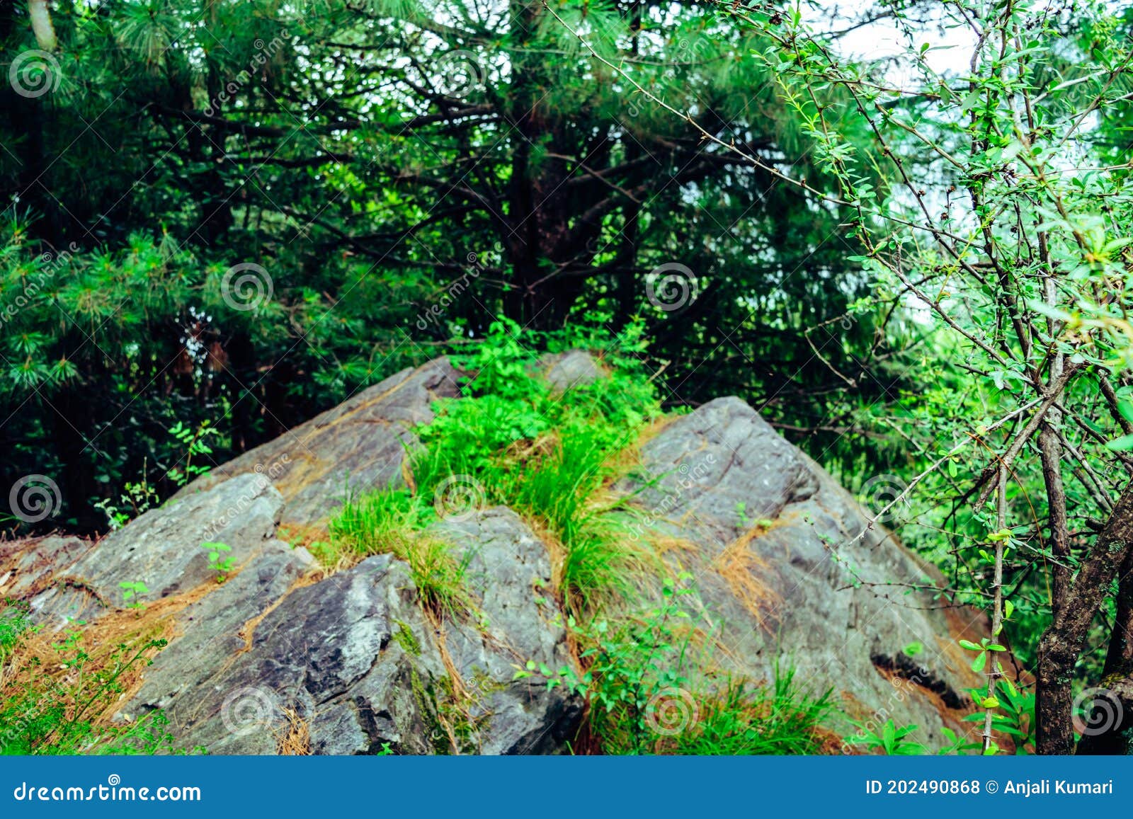 Phyllite is a Type of Foliated Metamorphic Rock Created from Slate that ...