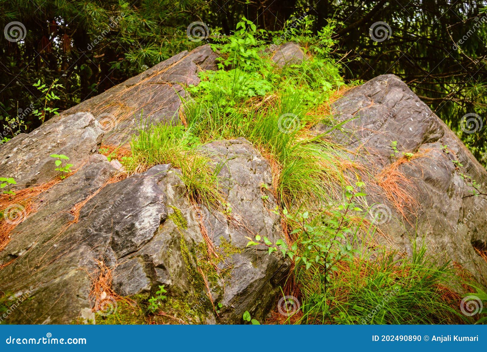 Phyllite is a Type of Foliated Metamorphic Rock Created from Slate that ...