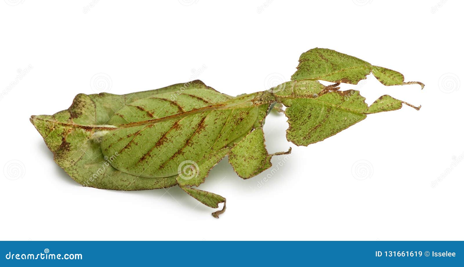 Phyllium Bioculatum, Leaf Insect or Walking Leave, Phylliidae Stock ...