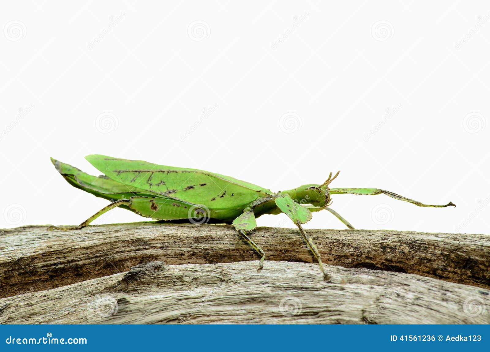 Phyllium Giganteum foto de stock. Imagem de acima, criatura - 41561236