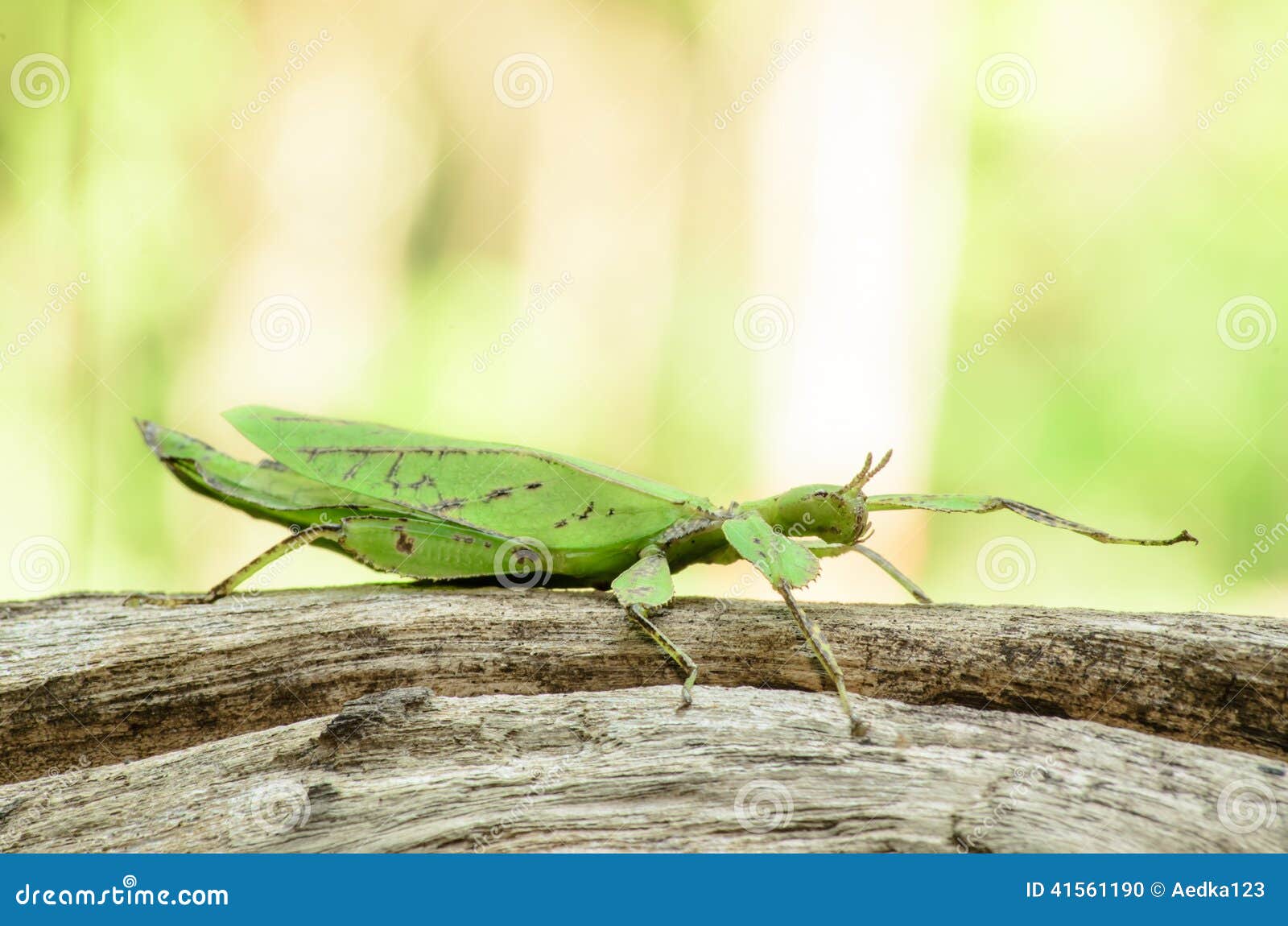 Phyllium Giganteum, Leaf Insect Walking Leave, Phyllidae Royalty-Free ...