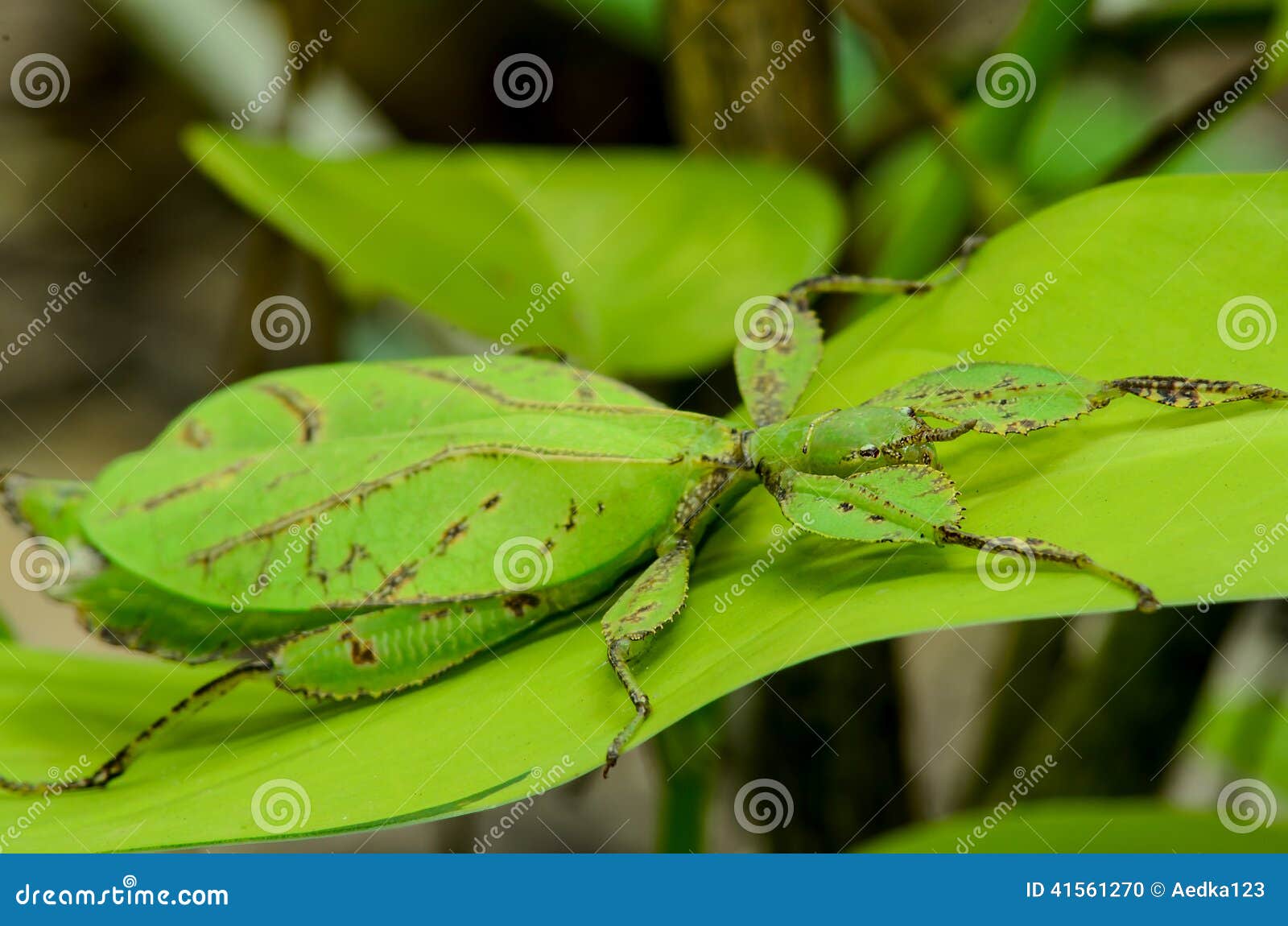 Phyllium Giganteum, Leaf Insect Walking Leave, Phyllidae Royalty-Free ...