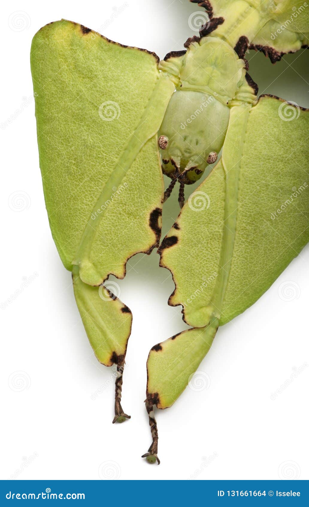 Phyllium Giganteum, Leaf Insect Walking Leave, Phyllidae Stock Photo ...