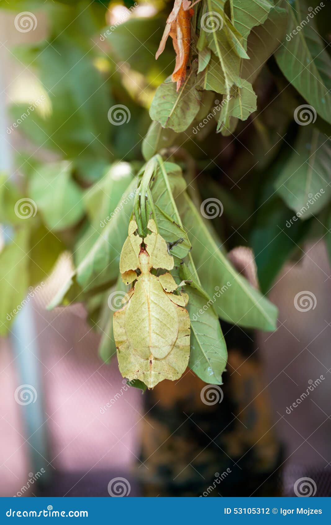 Phyllium Giganteum, Leaf Insect Walking Leave, Phyllidae Royalty-Free ...