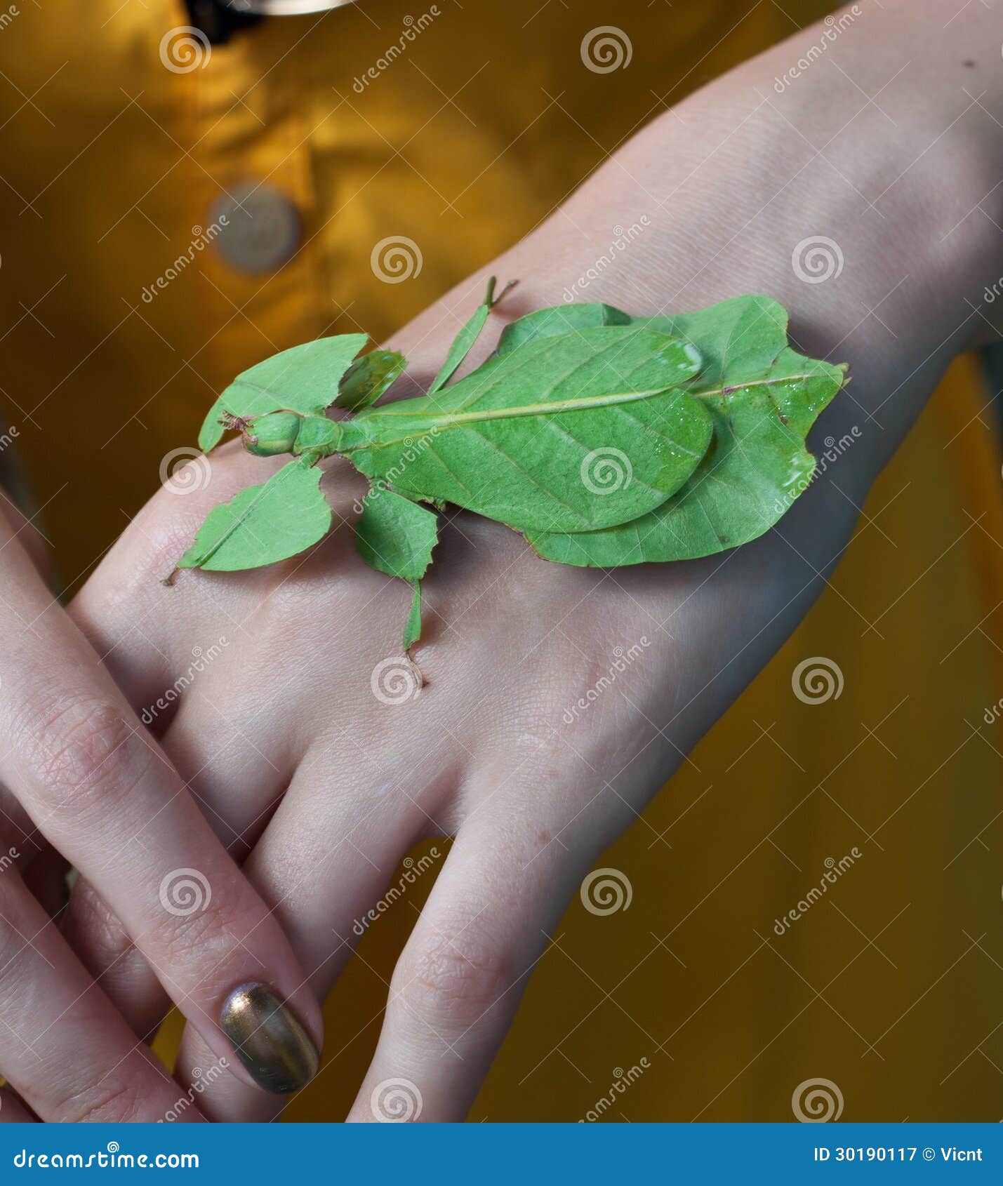 Leaf insect stock image. Image of species, insect, white - 30190117