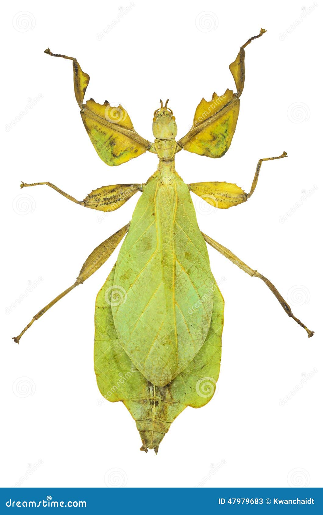 Phyllium Sicipholium, Leaf Insect , Isolated on White Background Stock ...