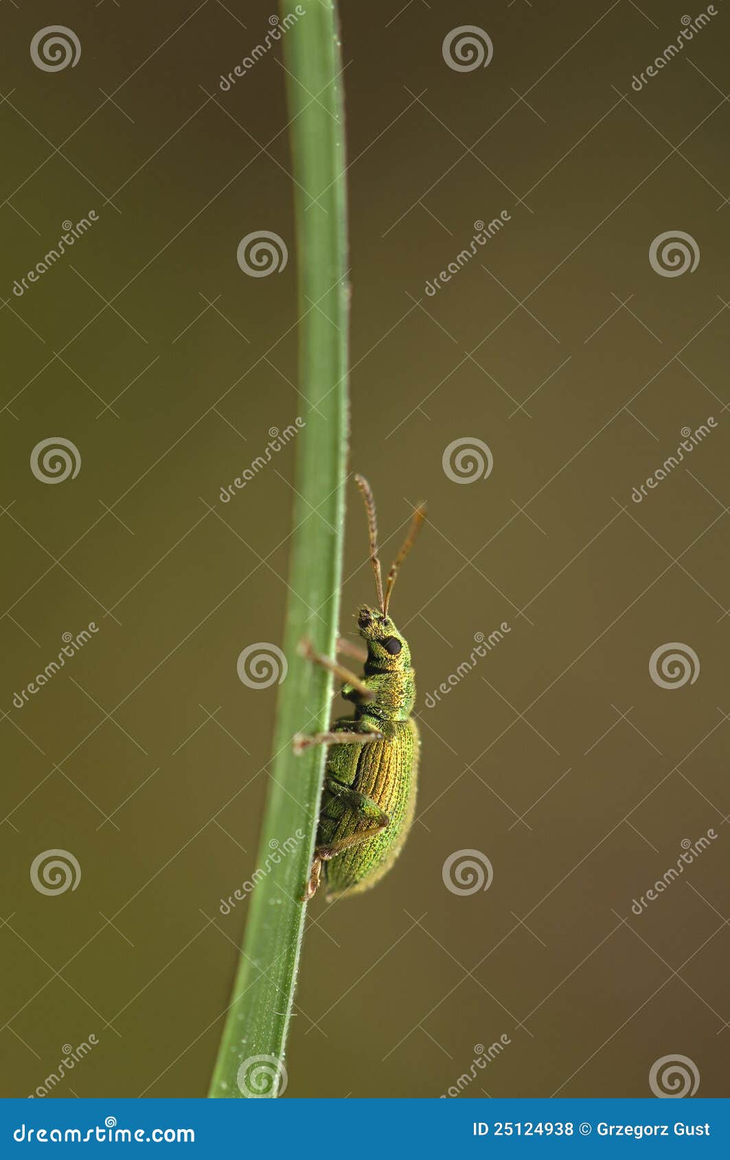 Phyllobius stock foto. Image of takje, graanklander, iriserend - 25124938