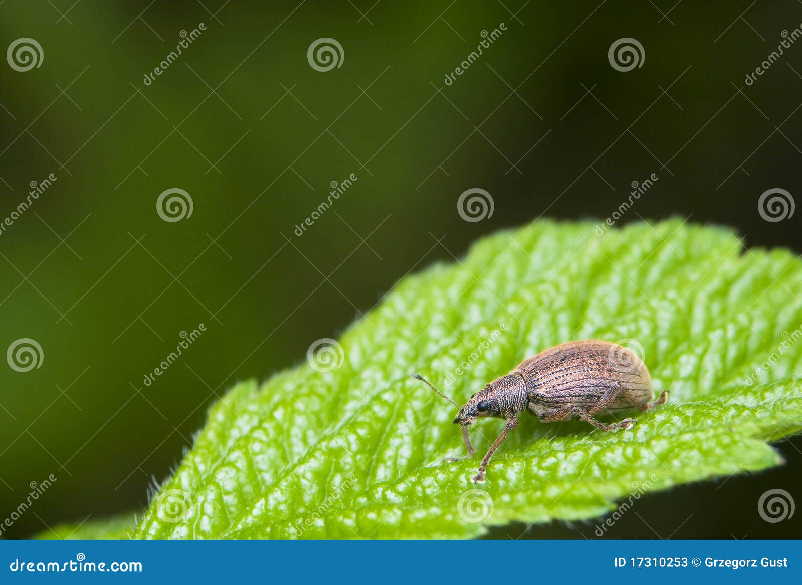 Phyllobius glaucus stock image. Image of small, closeup - 17310253