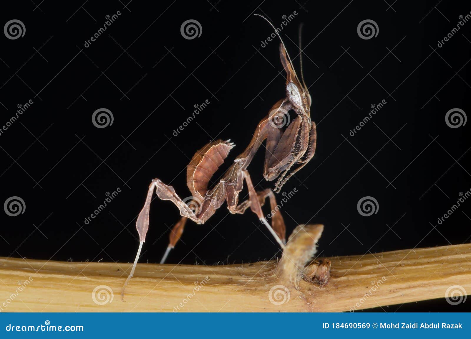 Ghost Mantis Stock Image | CartoonDealer.com #82534177