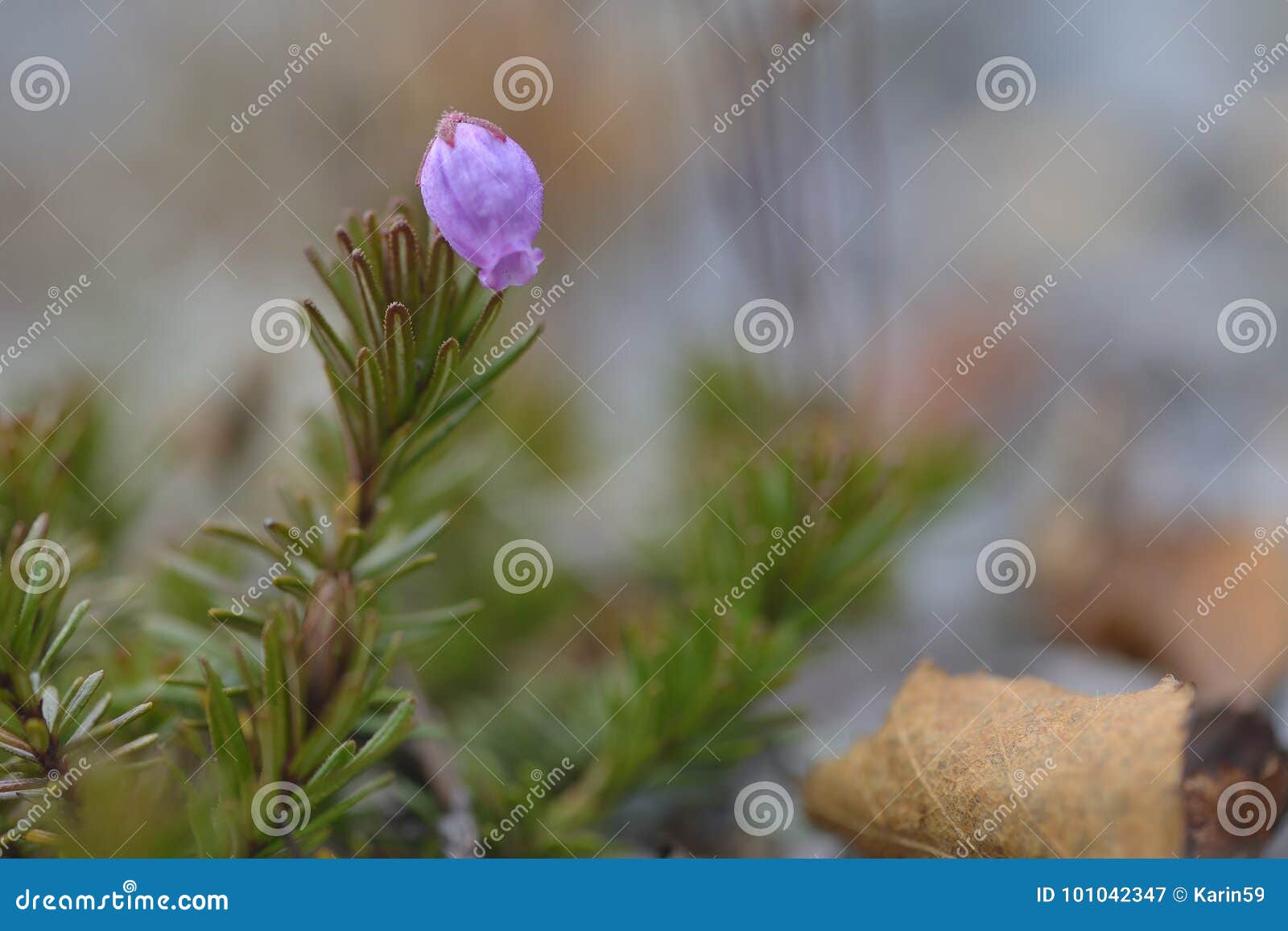 Phyllodoce caerulea stock image. Image of heather, beautiful - 101042347