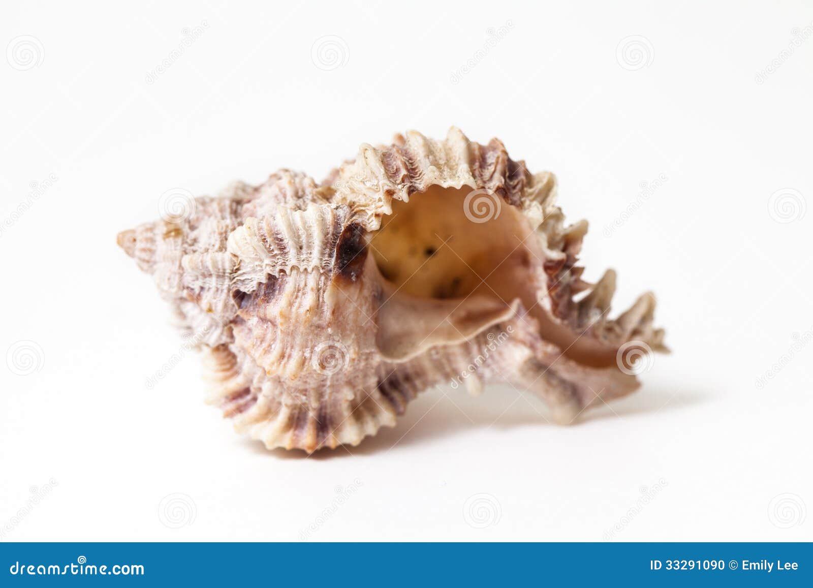 Apple Murex Snail Eating A Florida Fighting Conch Royalty-Free Stock ...