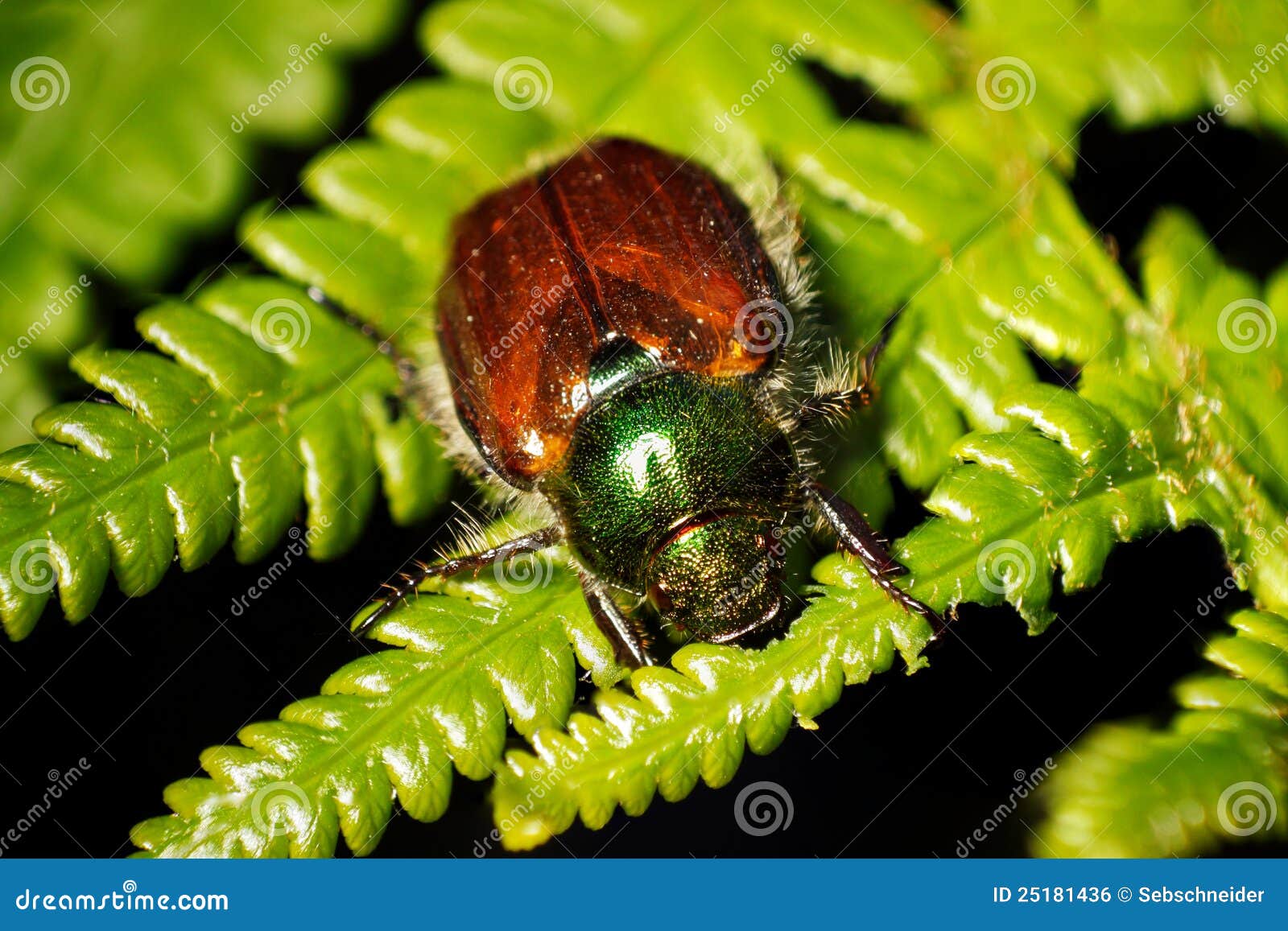 Phyllopertha Horticola (beetle) Stock Photo - Image of fern, faceted ...