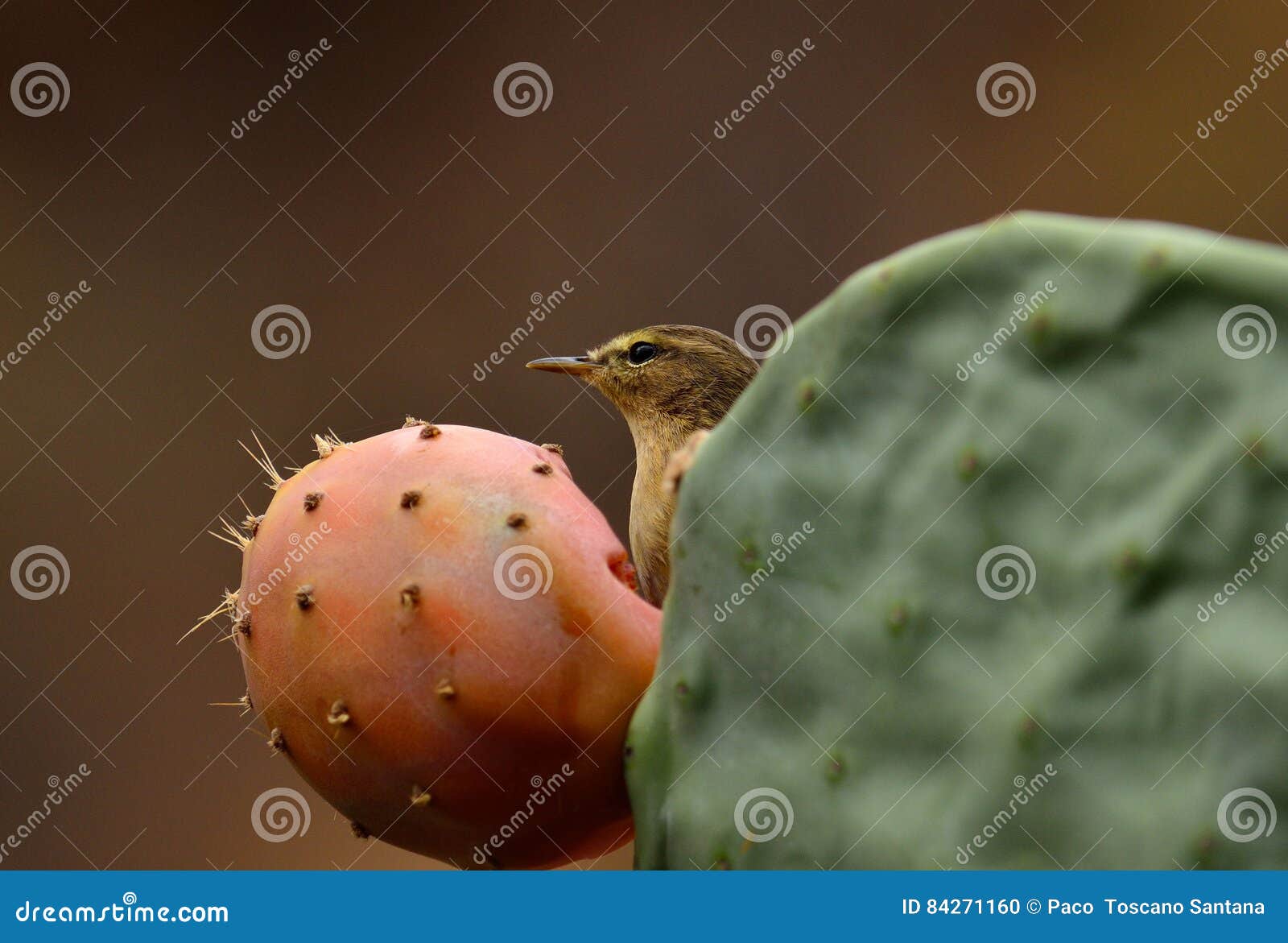 Phylloscopus Bird on Cactus Stock Photo - Image of prickly, fruit: 84271160