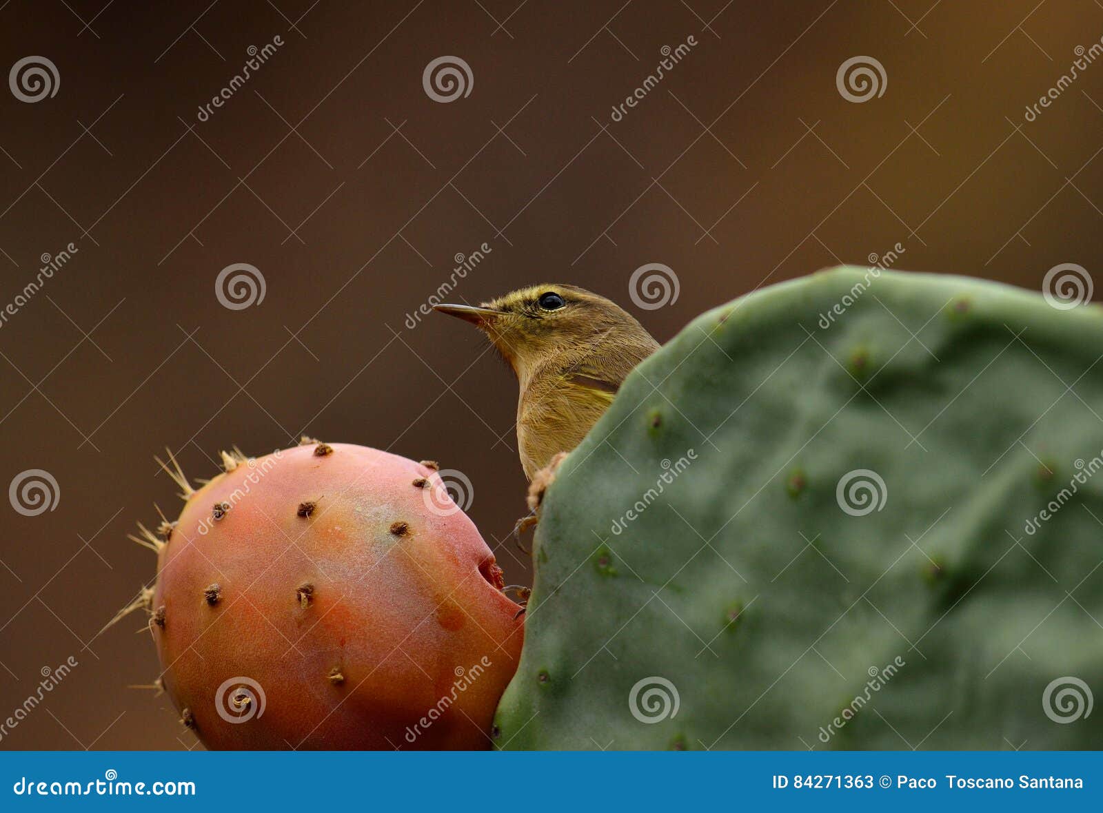 Phylloscopus Bird on Cactus Stock Image - Image of biodiversity, cactus ...