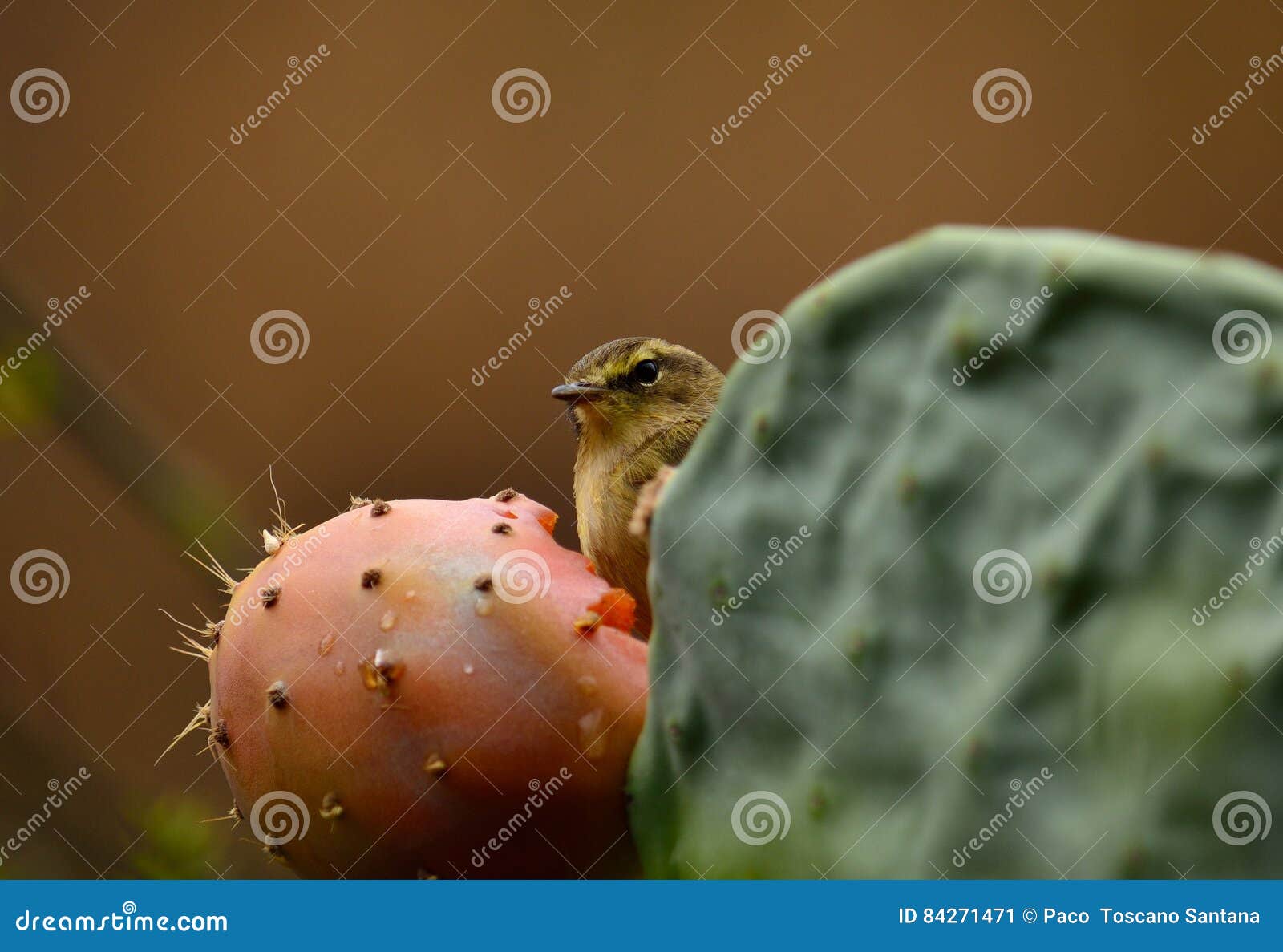 Phylloscopus Bird on Cactus Stock Image - Image of environment, prickly ...