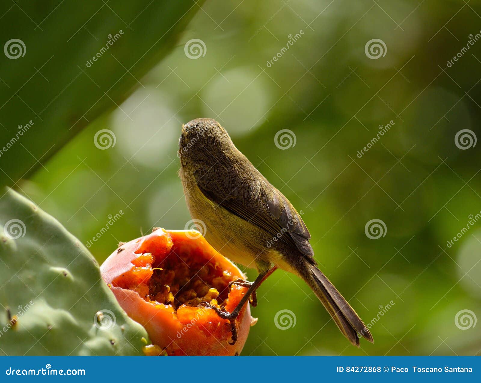 Phylloscopus Bird on Prickly Pear Stock Photo - Image of pear, live ...