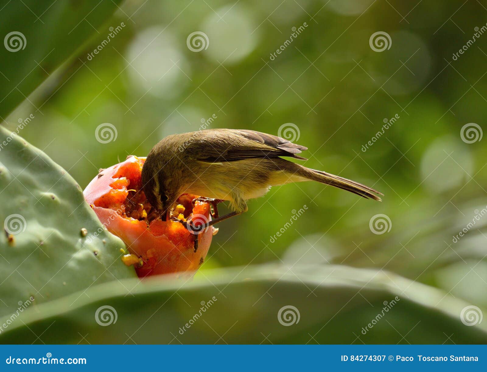 Phylloscopus Bird on Prickly Pear Stock Image - Image of ecology ...