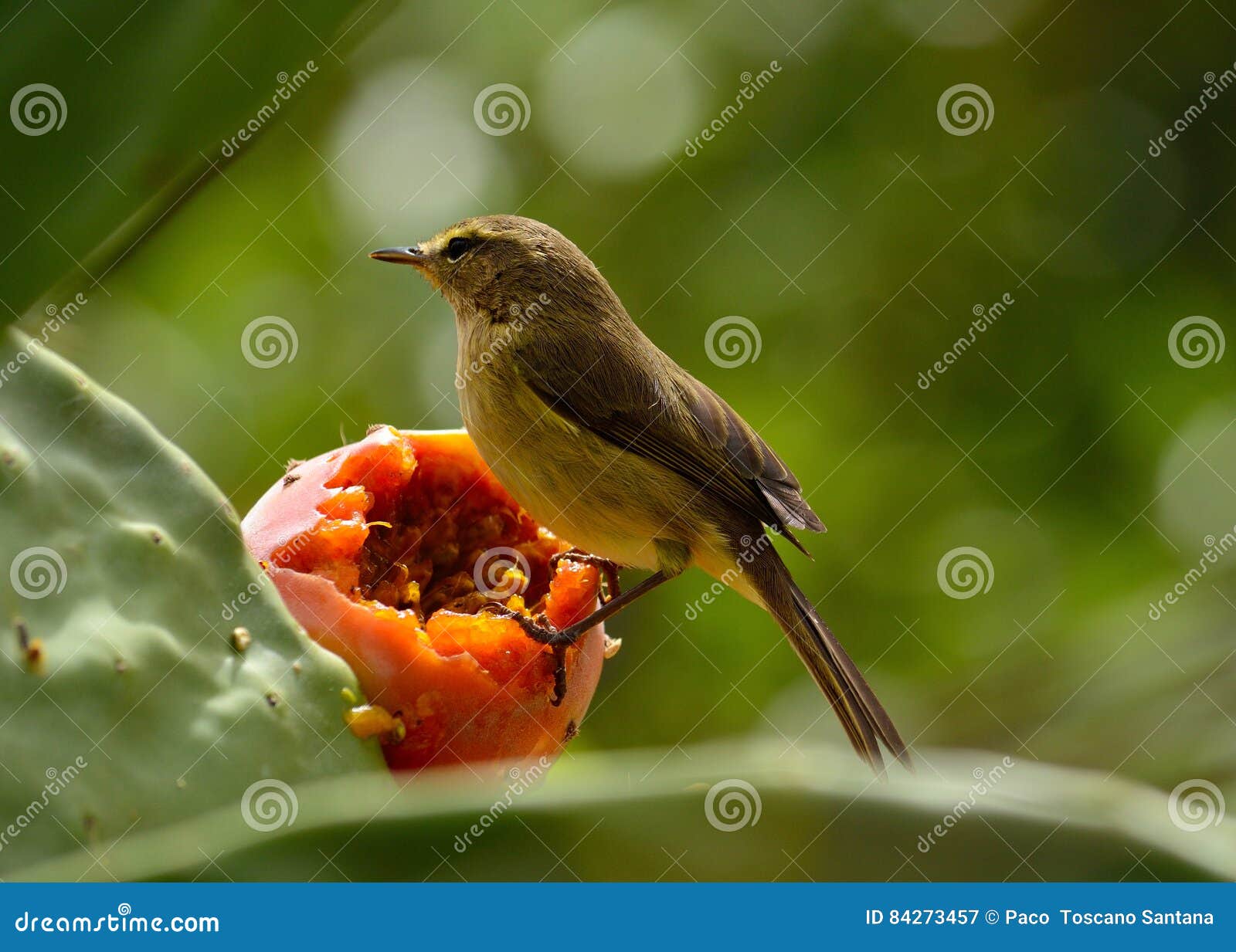 Phylloscopus Bird on Prickly Pear Stock Image - Image of birding ...