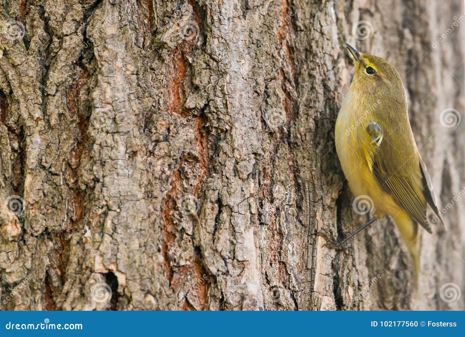 Phylloscopus collybita zdjęcie stock. Obraz złożonej z pojedynczy ...