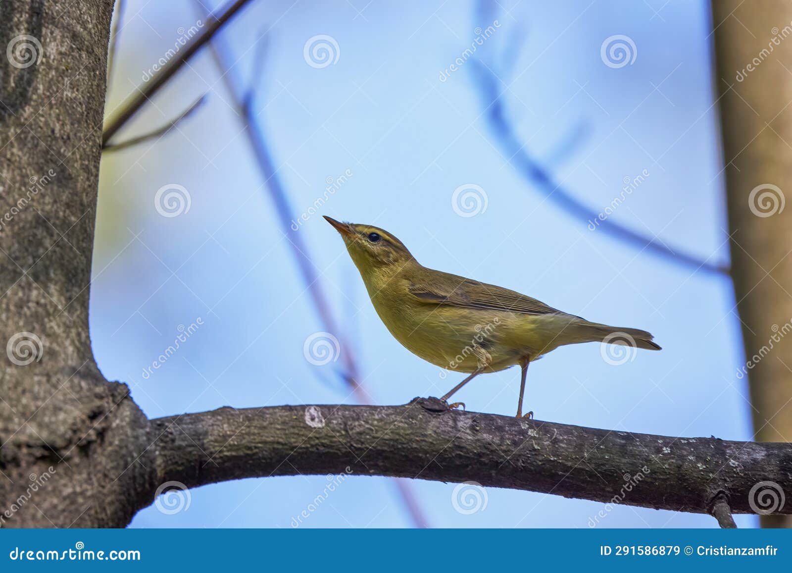 Phylloscopus Nitidus Looking for Food on a Tree Stock Image - Image of ...